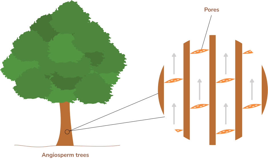 Angiosperm Trees