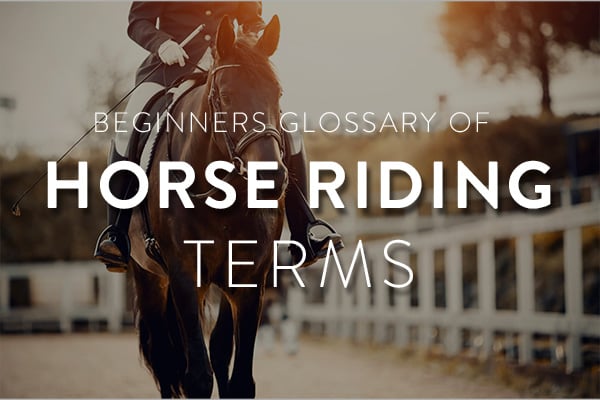 Beginner's Glossary of Horse-Riding Terms: What to Know Before You Take ...