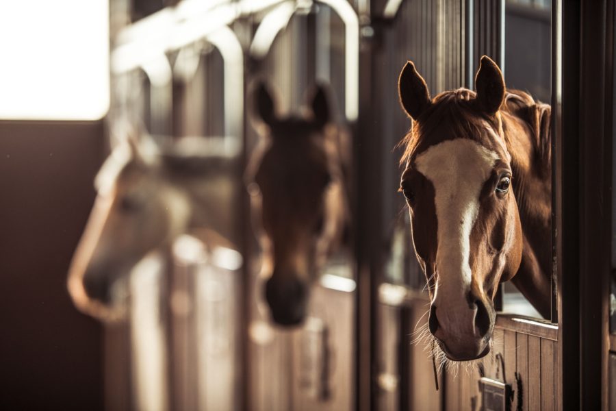 Beginner's Glossary of Horse-Riding Terms: What to Know Before You Take ...