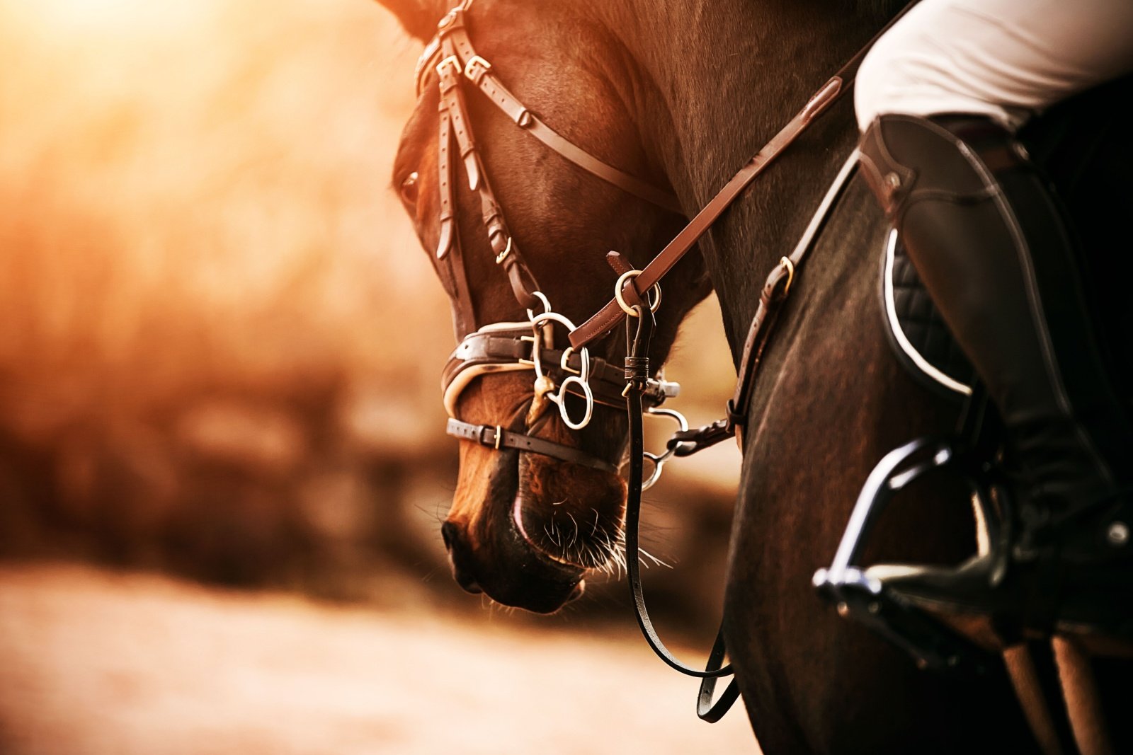 Beginner's Glossary of Horse-Riding Terms: What to Know Before You Take ...